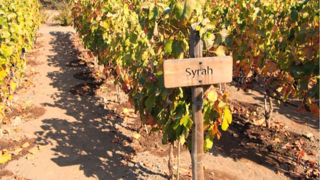 Know the Grapes: Syrah - Geneva Wine Society